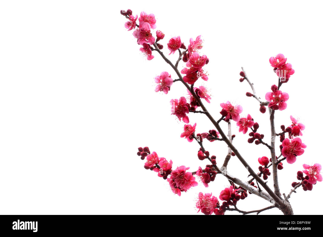 Plum flower Cut Out Stock Images & Pictures - Alamy