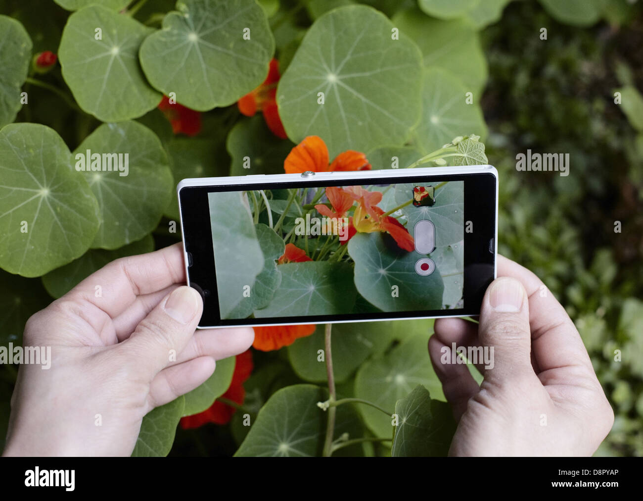 Nasturtiums blossom hi-res stock photography and images - Alamy