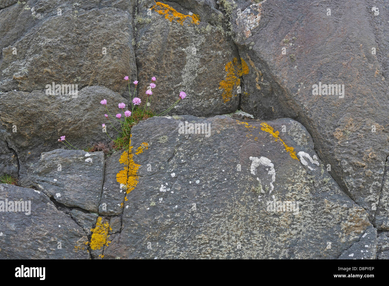 Small clump of Thrift in seashore rocks with lichens Stock Photo - Alamy