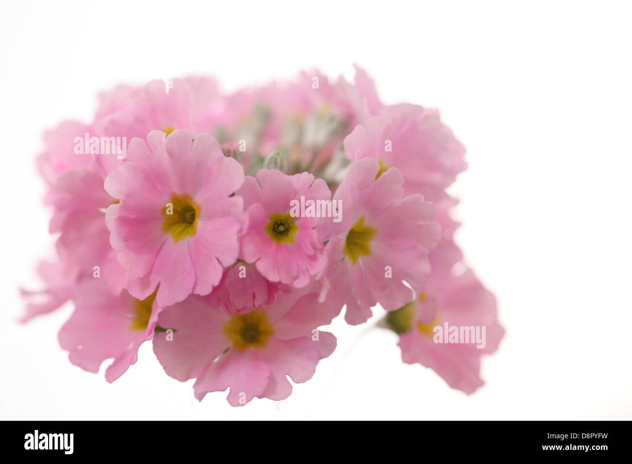 Japanese primrose hi-res stock photography and images - Alamy