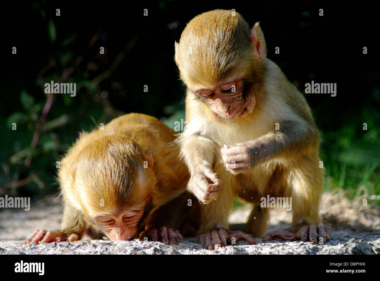 Monkey brother hi-res stock photography and images - Alamy