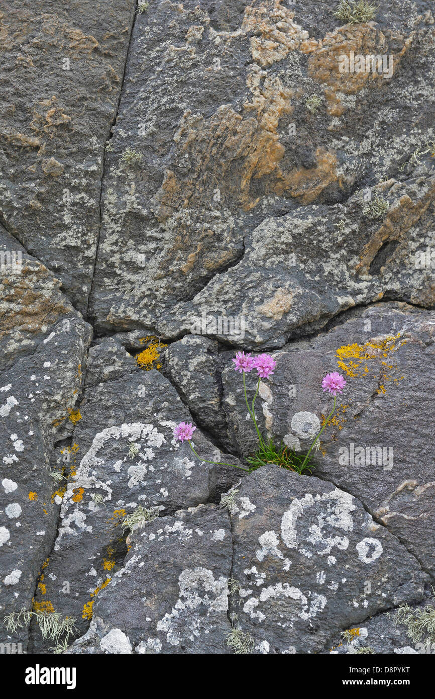 Small clump of Thrift in seashore rocks with lichens Stock Photo - Alamy