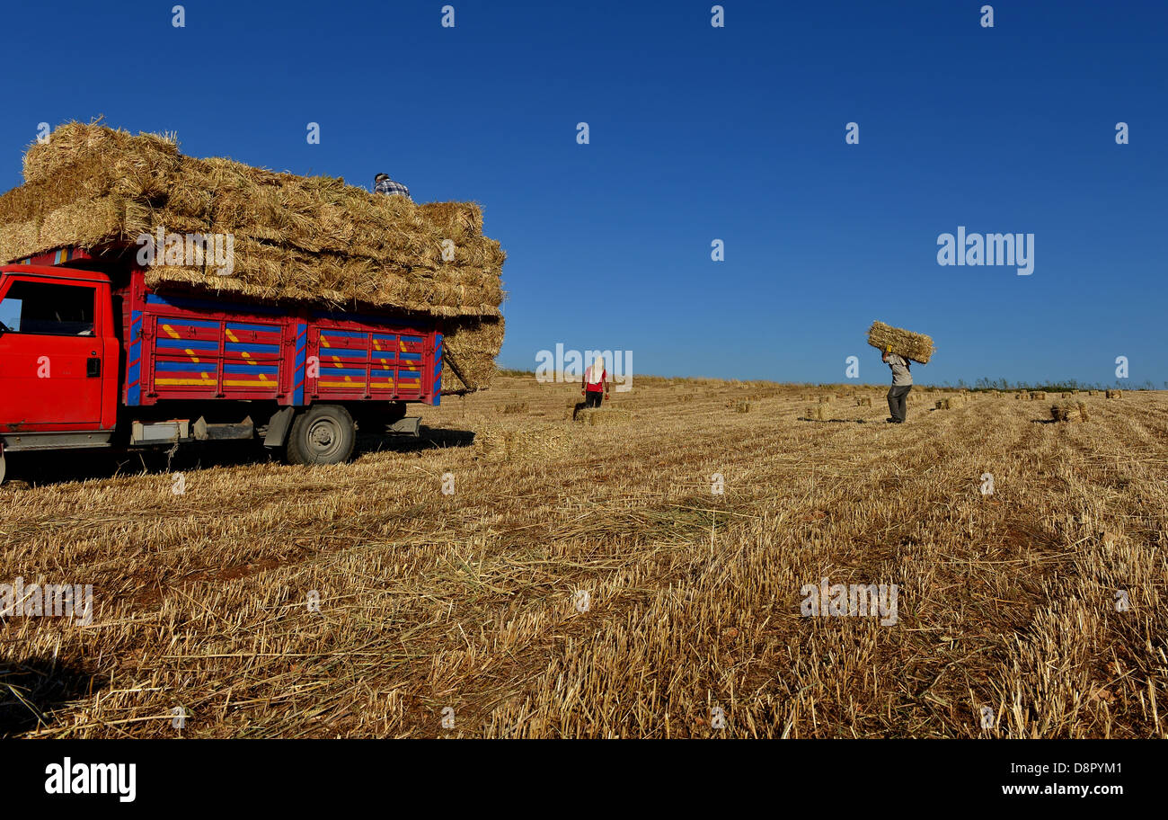 Bales of hay being transported Stock Photo - Alamy