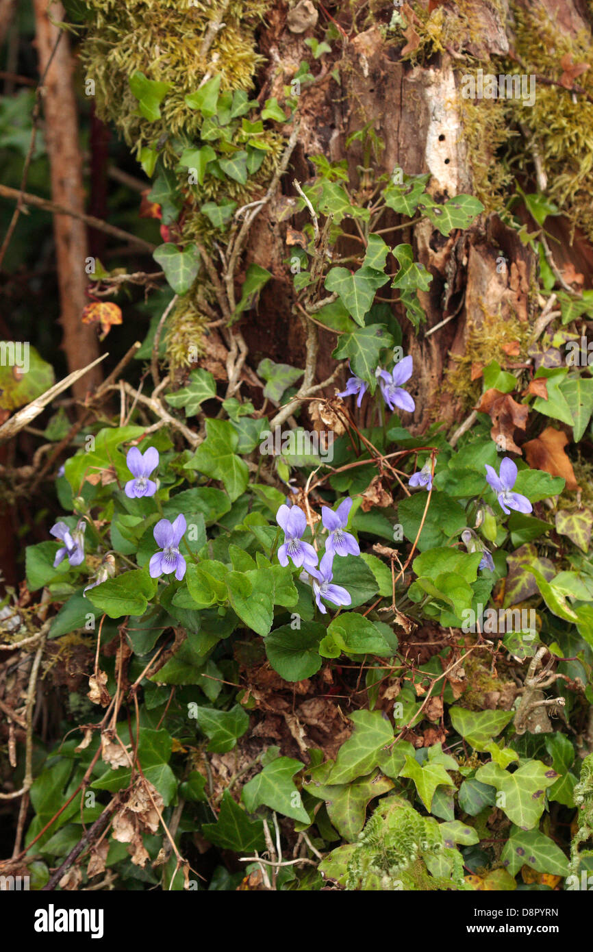 Violets bloom hi-res stock photography and images - Alamy