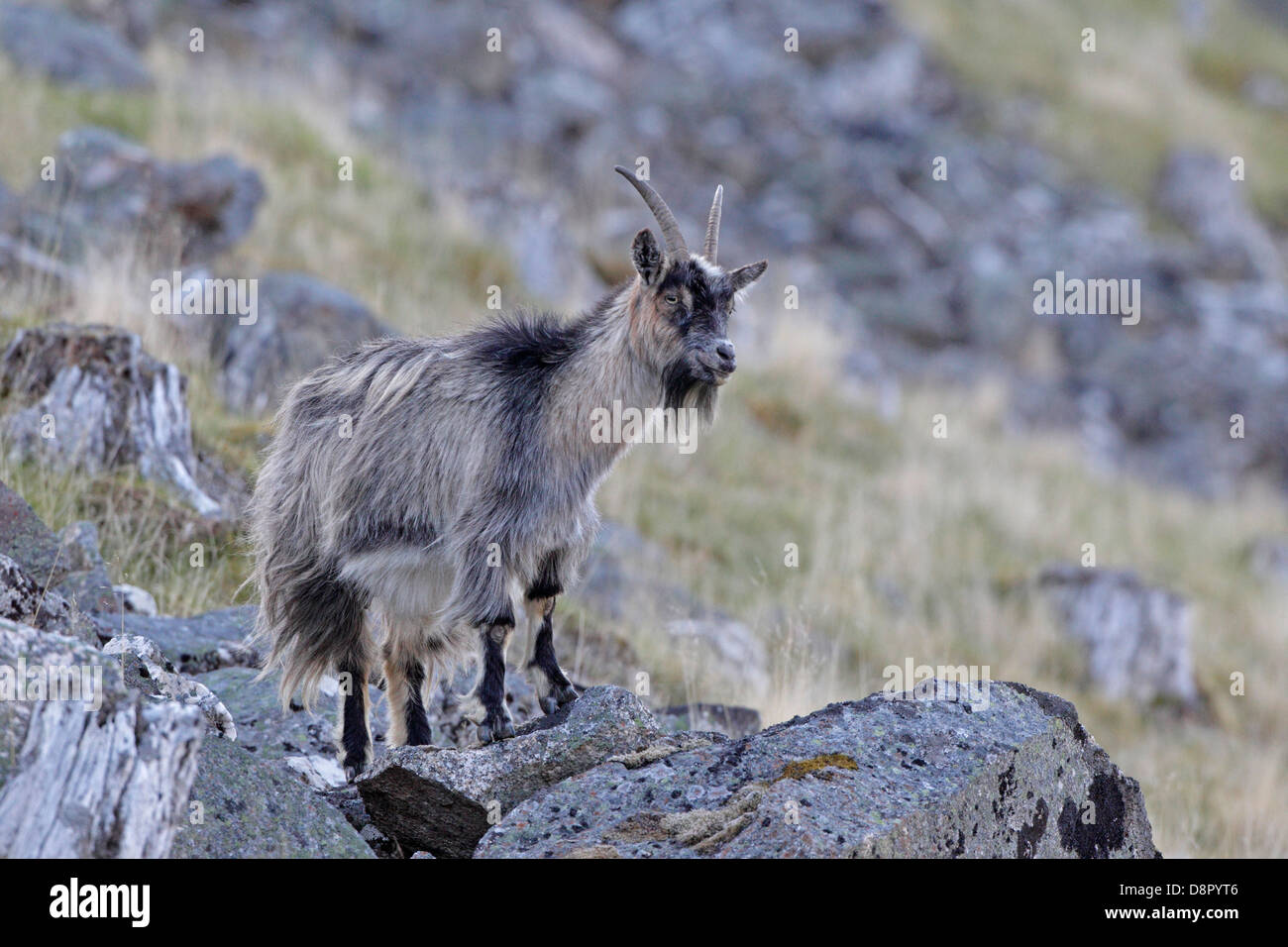 Feral Goat in Findhorn Valley Stock Photo - Alamy
