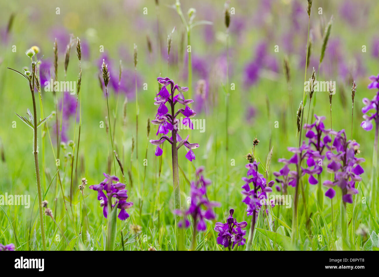 Green winged orchid, orchis morio in a meadow Stock Photo - Alamy