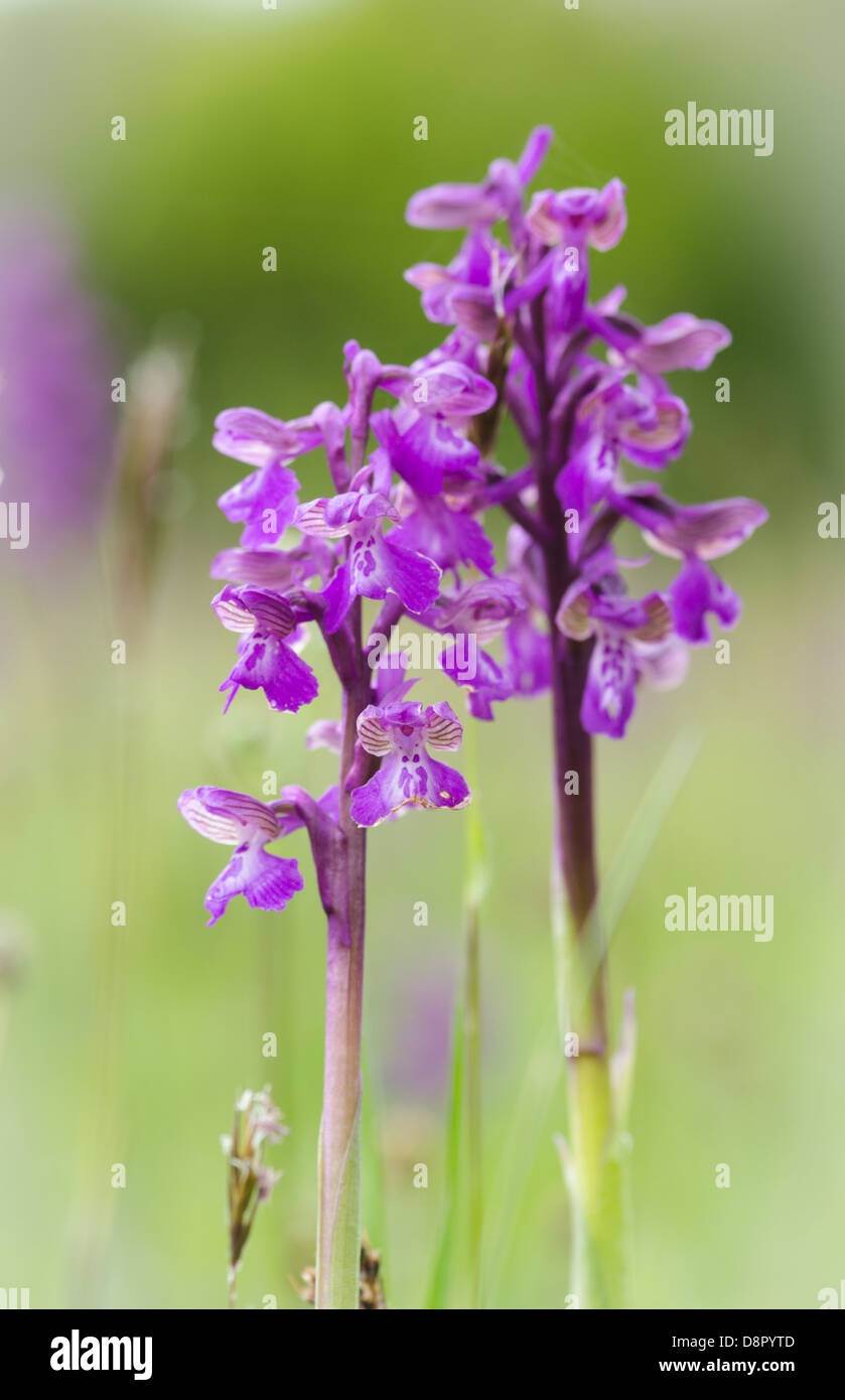 Green winged orchid, orchis morio, close up Stock Photo - Alamy