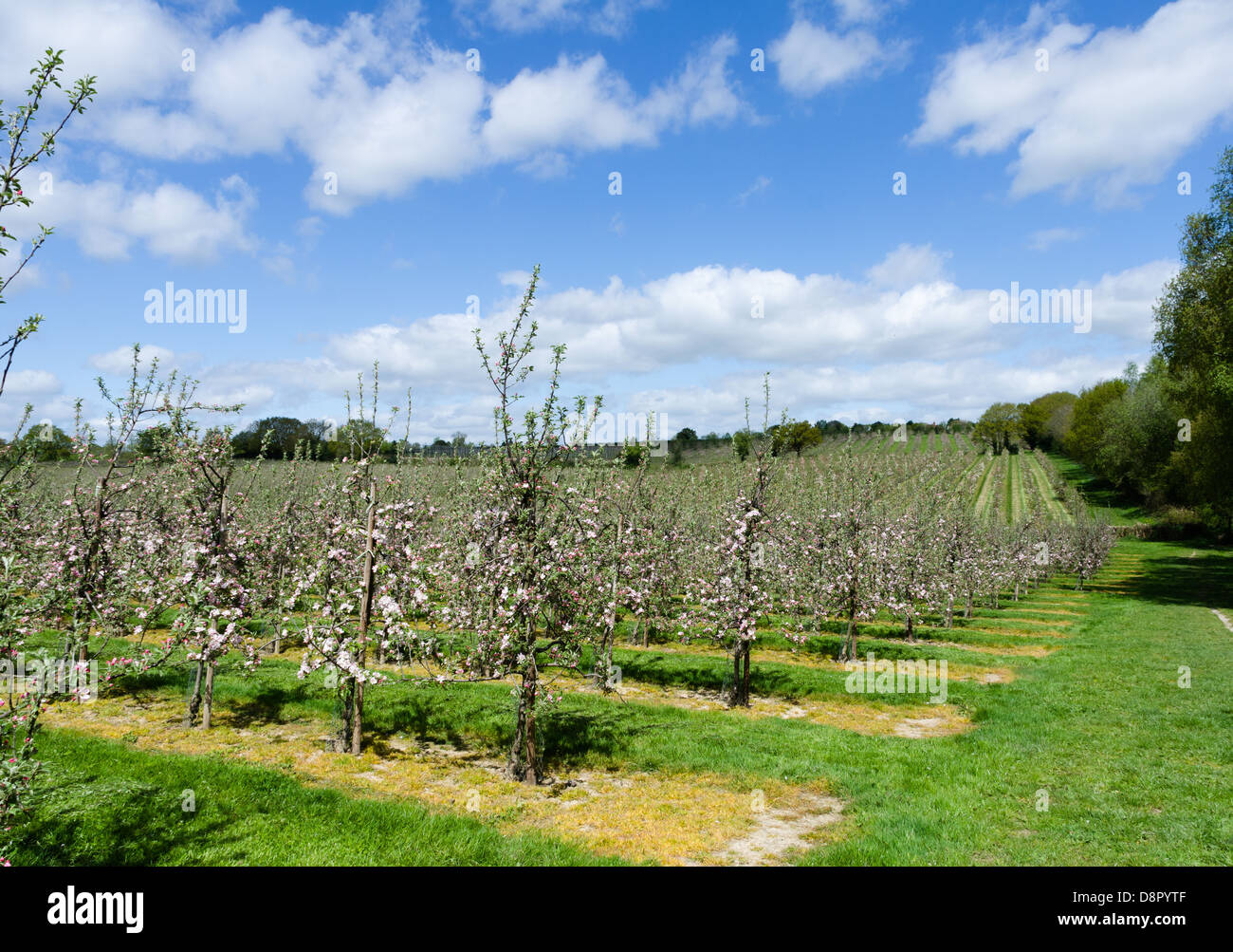 An apple orchard in Kent at spring time Stock Photo - Alamy
