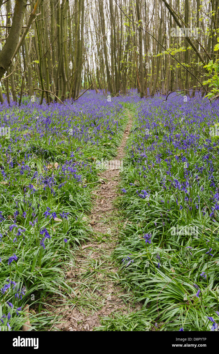 Bluebell woods in Kent. UK Stock Photo - Alamy