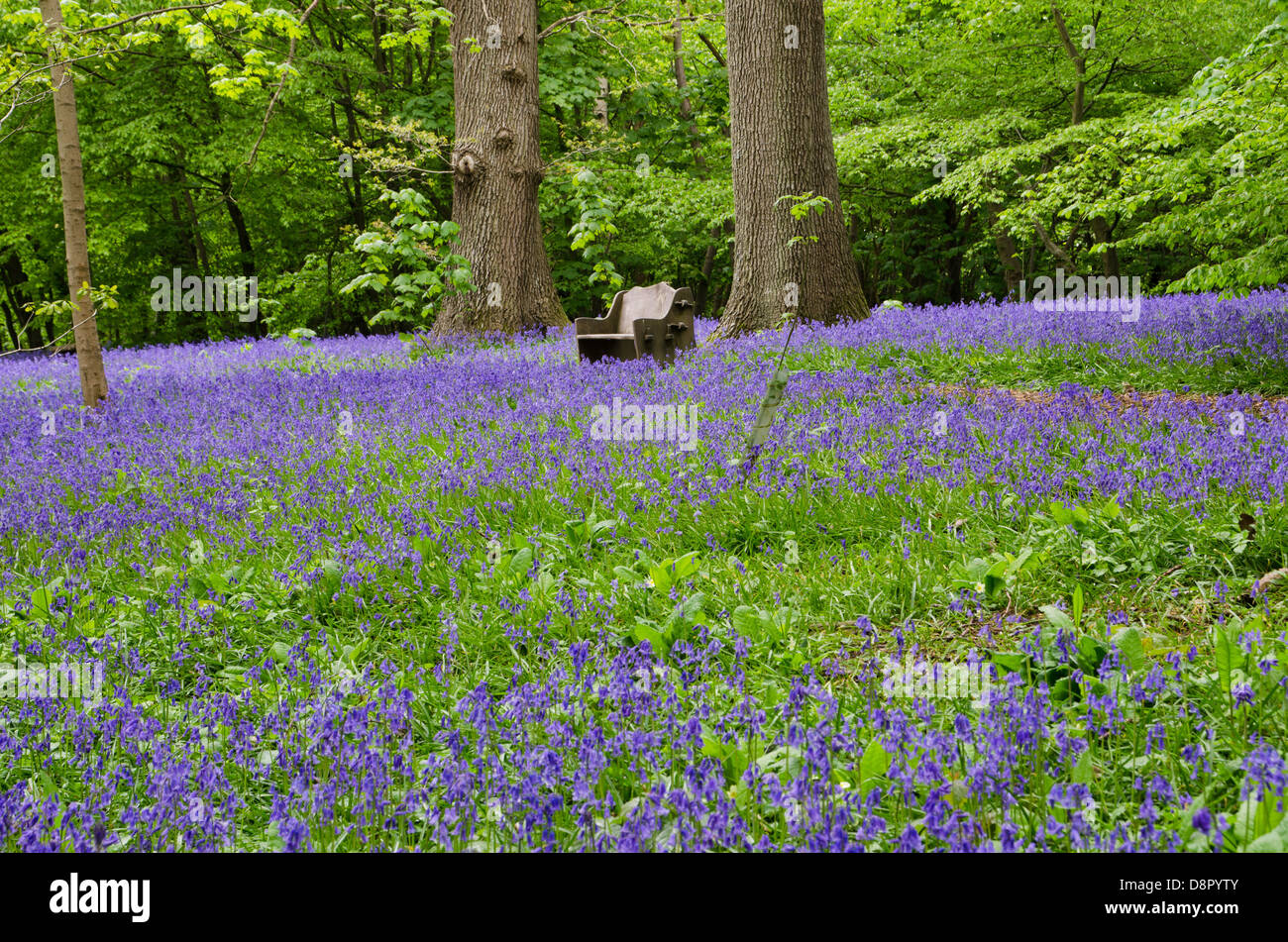 Bluebell woods kent hi-res stock photography and images - Alamy