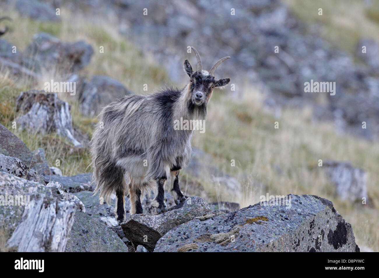 Feral Goat in Findhorn Valley Stock Photo - Alamy