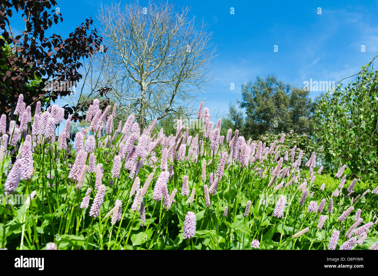 persicaria bistorta or bistort growing in a border Stock Photo - Alamy