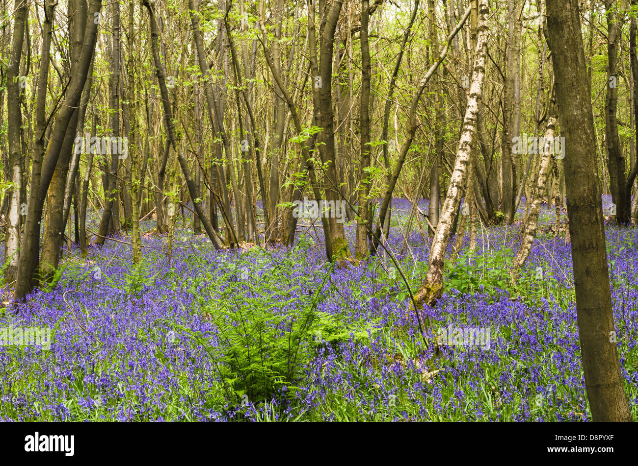 Bluebell woods kent hi-res stock photography and images - Alamy
