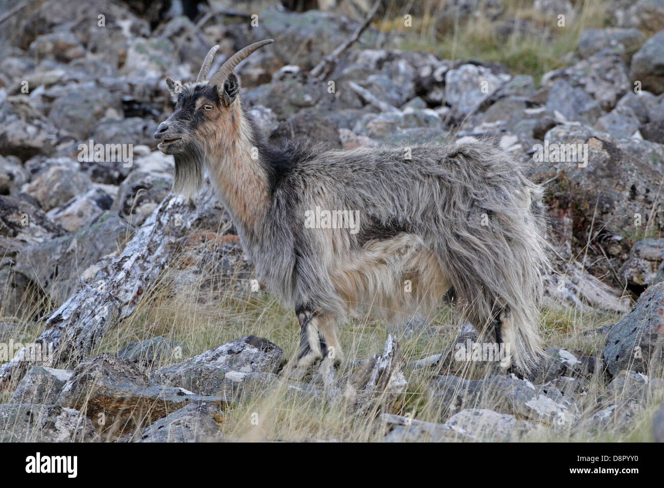 Feral Goat in Findhorn Valley Stock Photo - Alamy