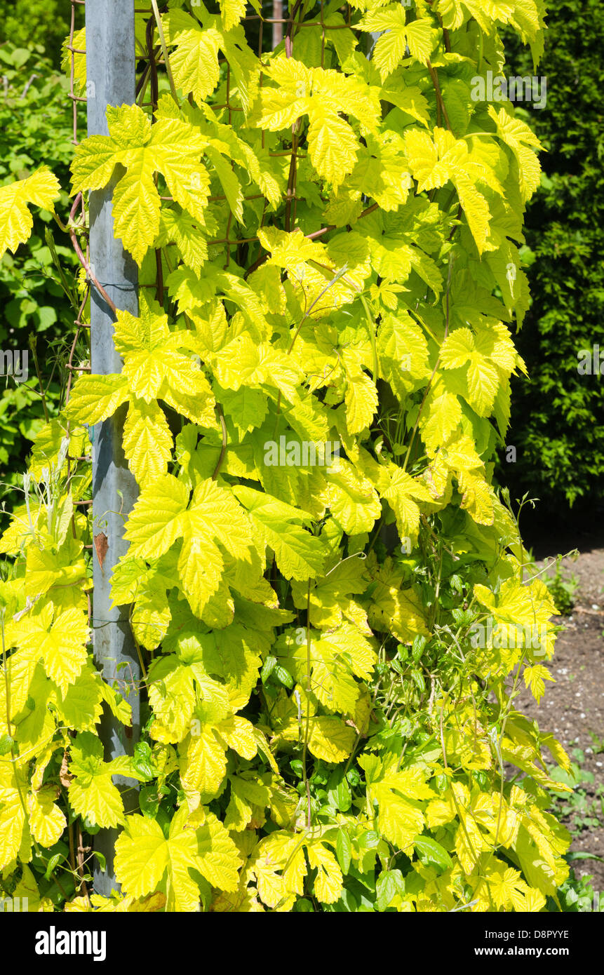 Golden hop, humulus lupus Stock Photo - Alamy