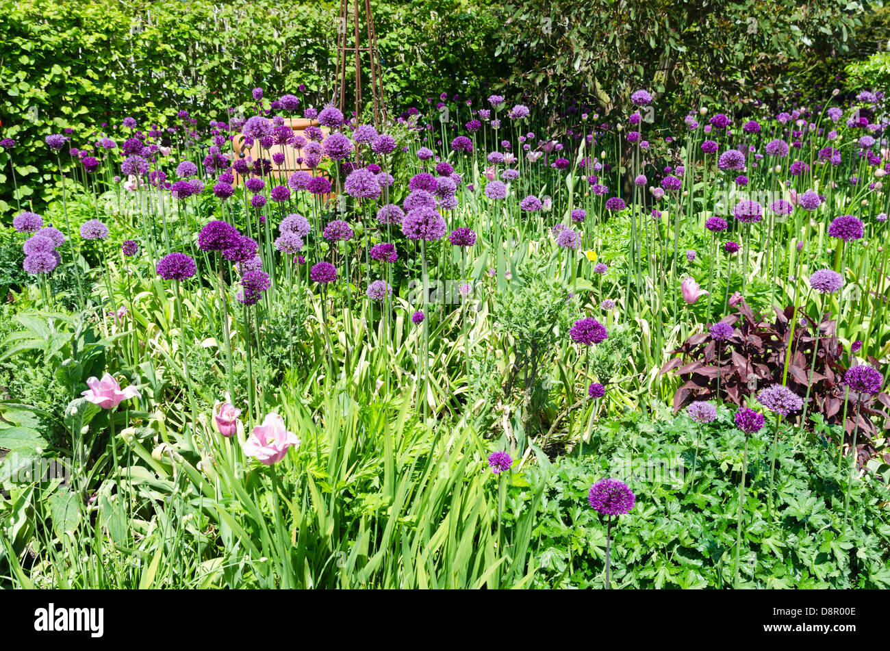 A planting of alliums in a border Stock Photo - Alamy