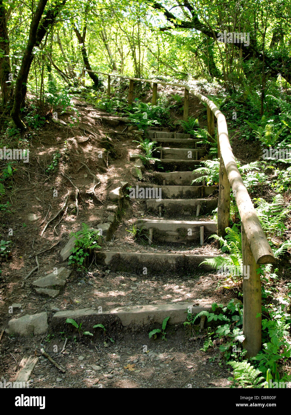 Woodland steps hi-res stock photography and images - Alamy
