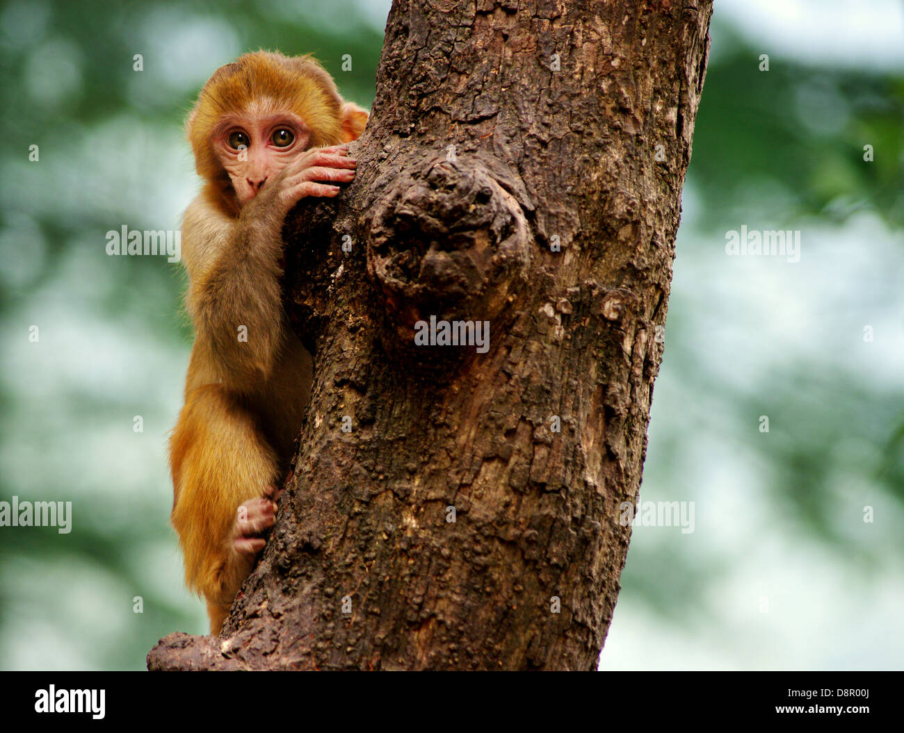 baby monkey on a tree Stock Photo - Alamy