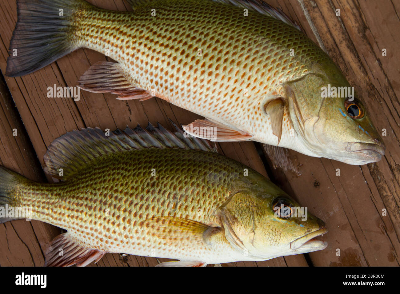 Close up mangrove snapper fish in western floride fishing Stock Photo ...