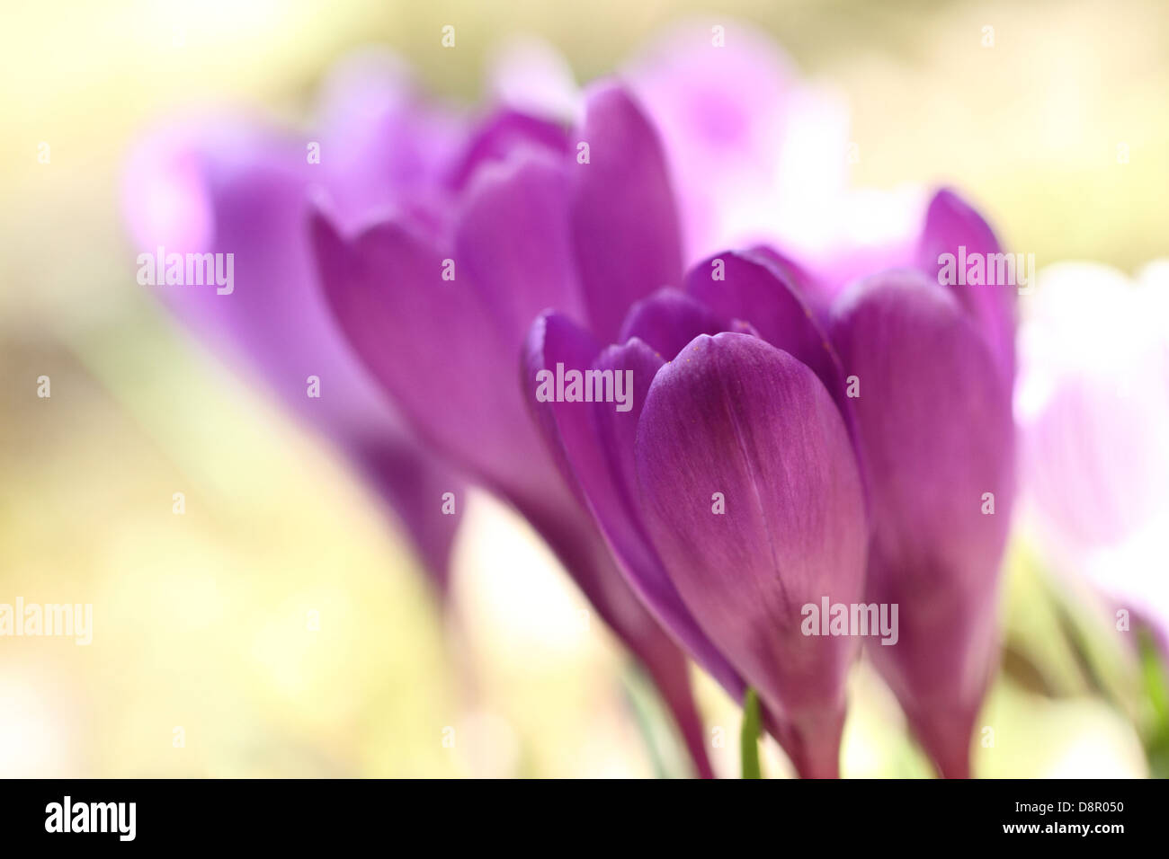 Japan spring flower crocus hi-res stock photography and images - Alamy