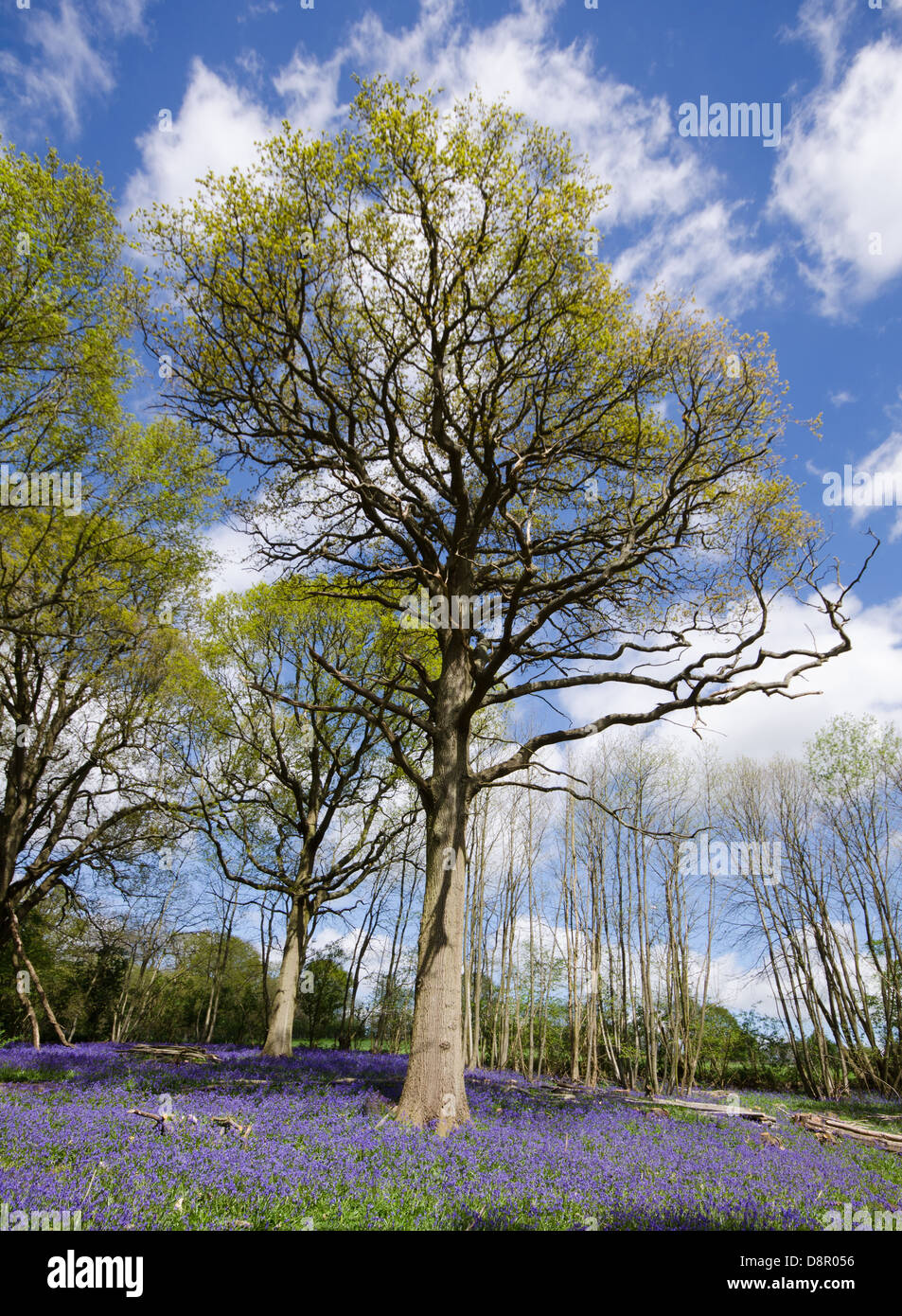 Bluebells oak tree hi-res stock photography and images - Alamy