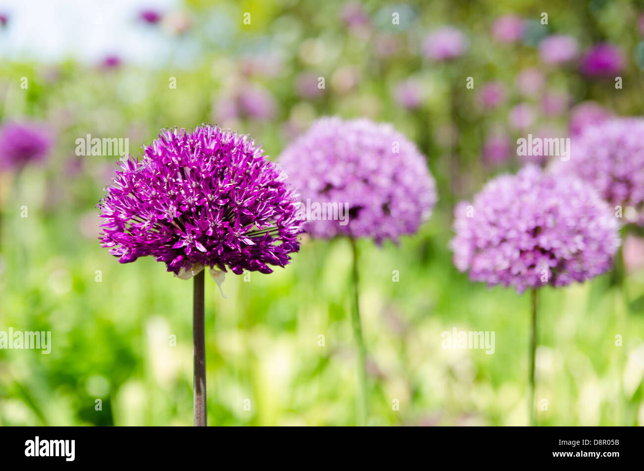 Allium Border High Resolution Stock Photography and Images - Alamy