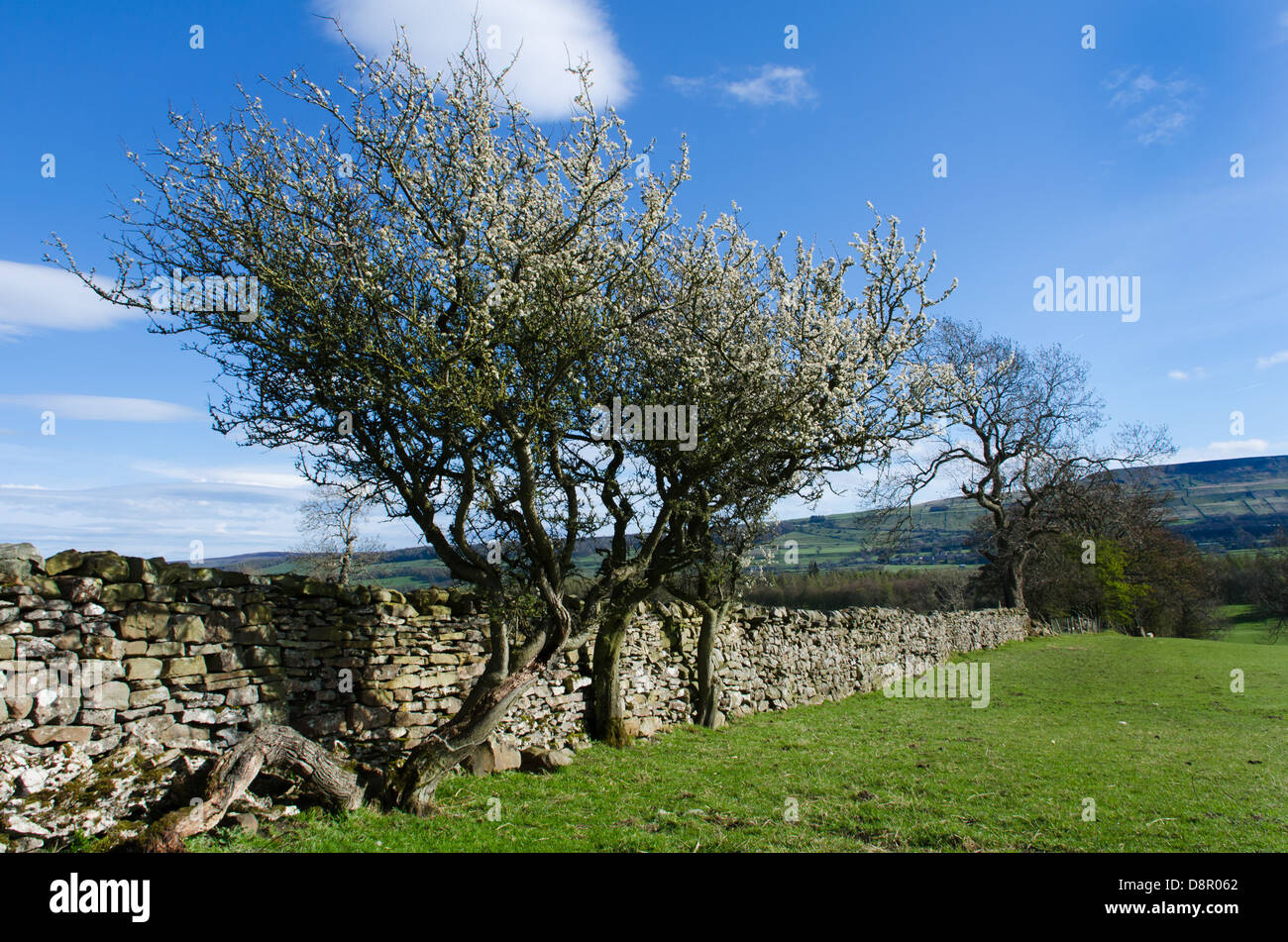 Trees growing along a dry stone wall in Wensleydale Stock Photo - Alamy