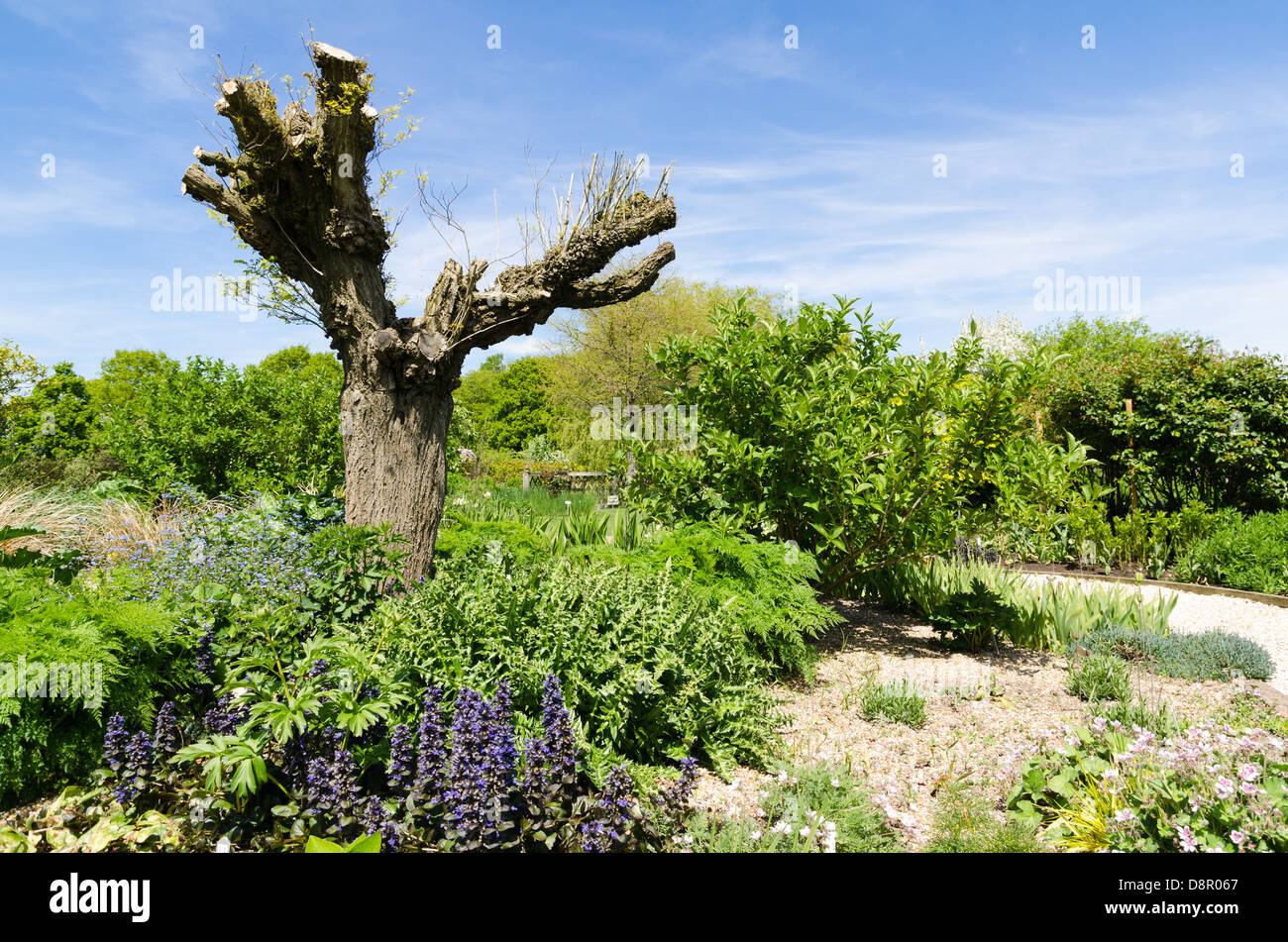 Hard pruned tree in a garden border Stock Photo - Alamy
