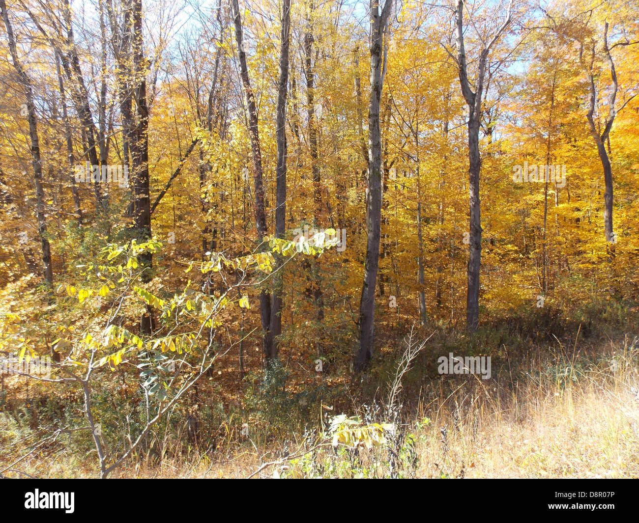 Field of woods Stock Photo - Alamy