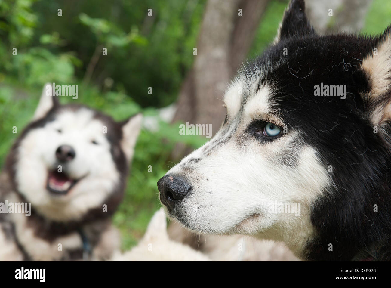 Siberian huskey pet hi-res stock photography and images - Alamy
