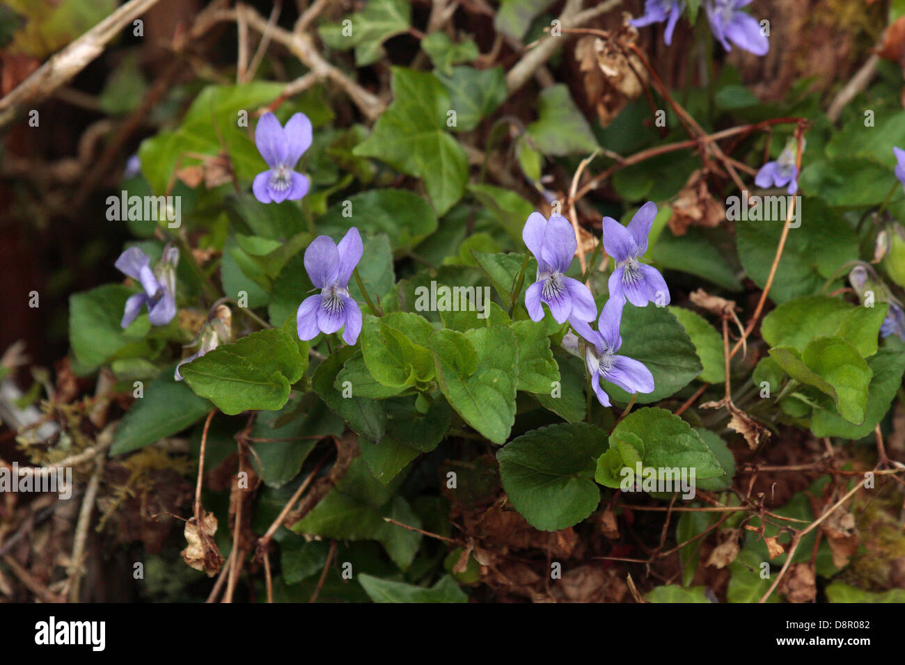 Sweet violets viola odorata hi-res stock photography and images - Alamy