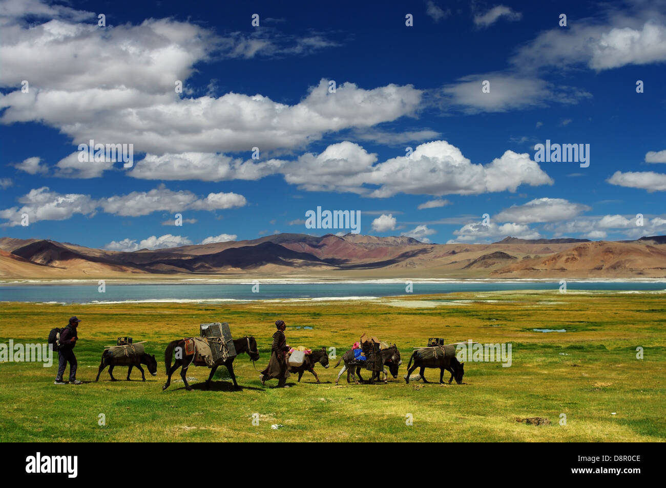 Nomad life, Ladakh, India Stock Photo - Alamy