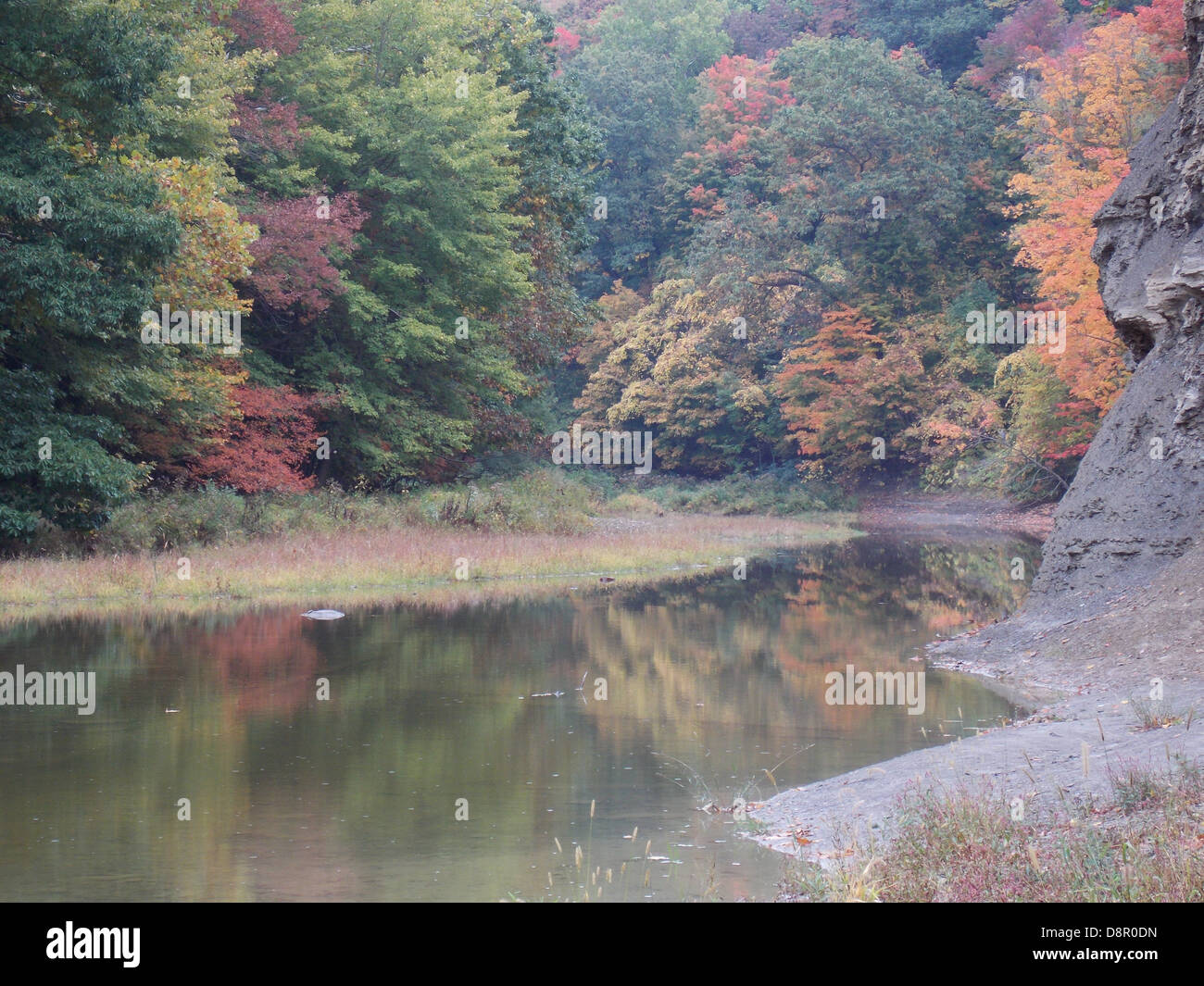 River of trees Stock Photo - Alamy