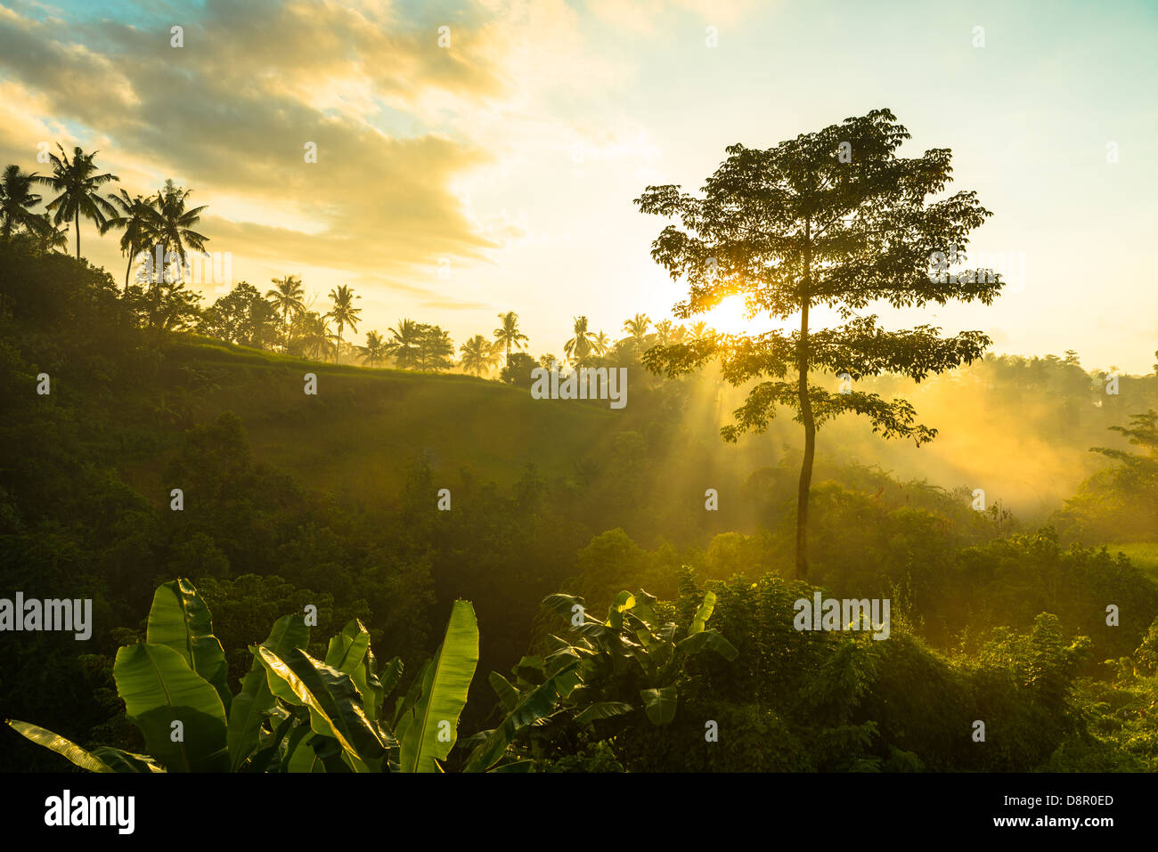 Sun is rising above lush jungle Stock Photo - Alamy