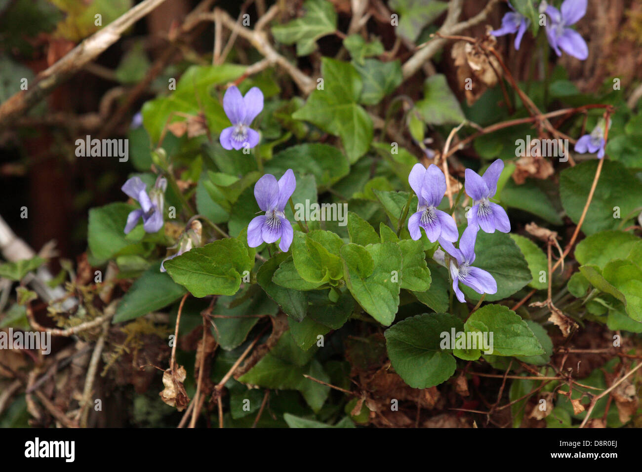 Perreni hi-res stock photography and images - Alamy