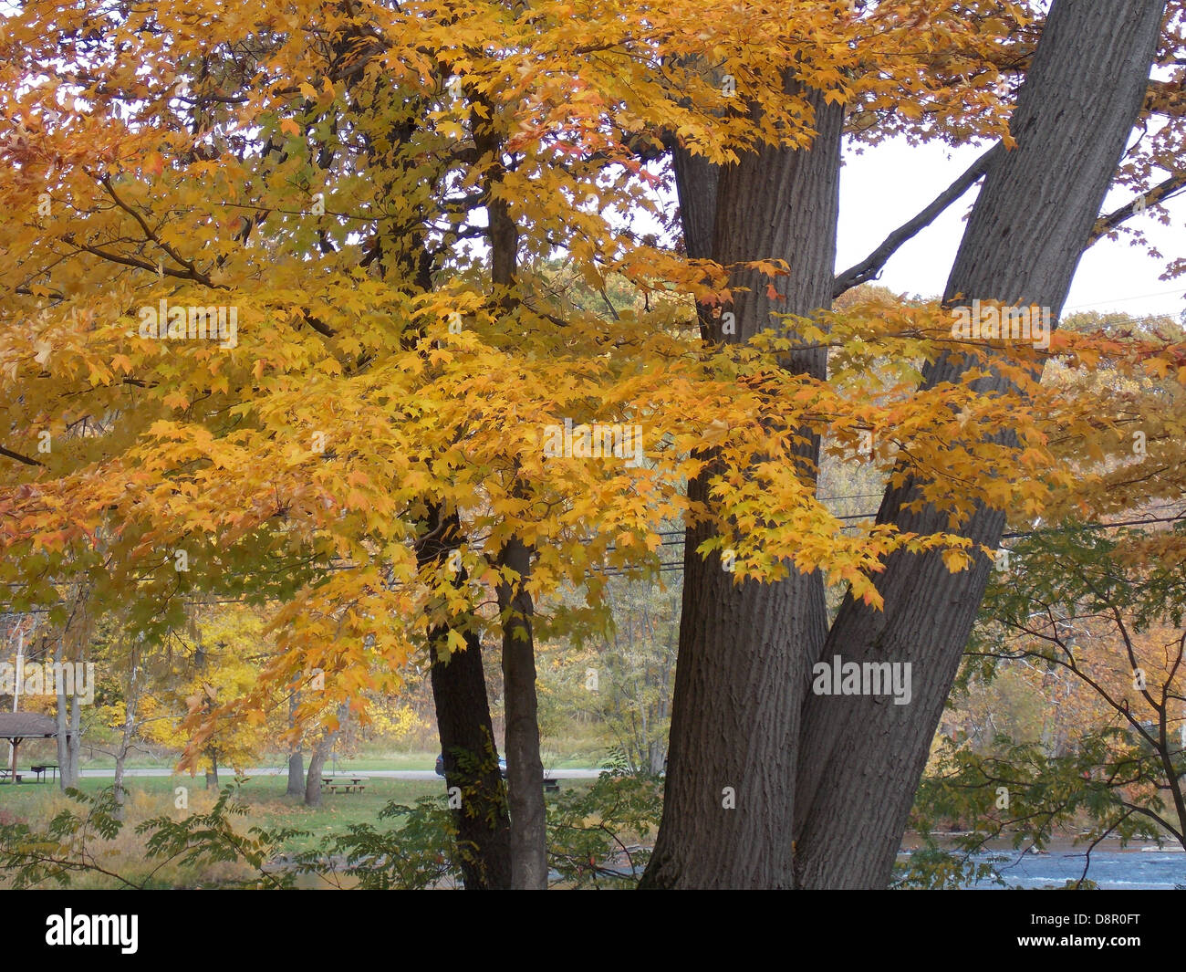 Bronze autumn leaves hi-res stock photography and images - Alamy