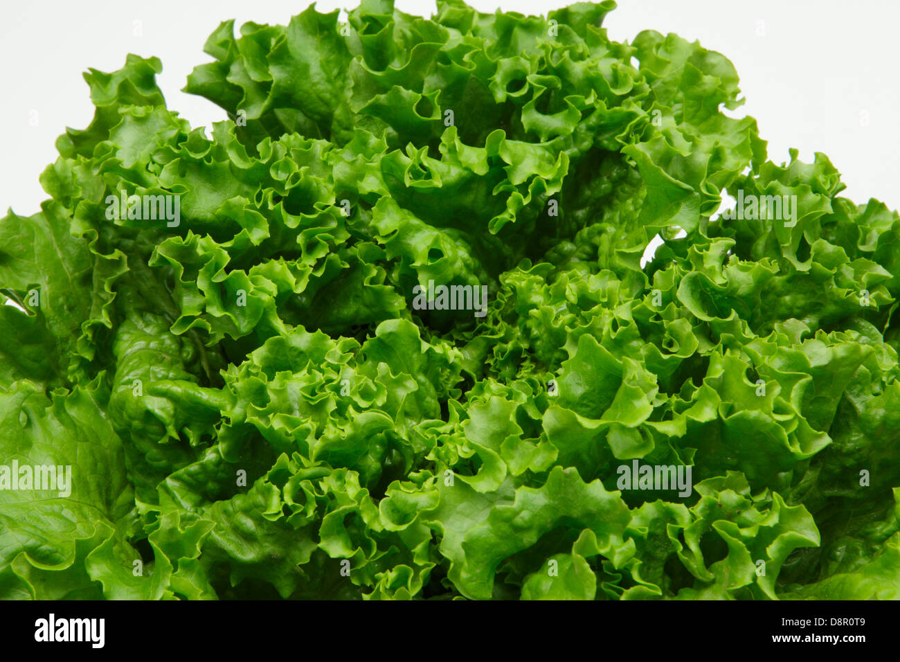 Leaf fascicle hi-res stock photography and images - Alamy