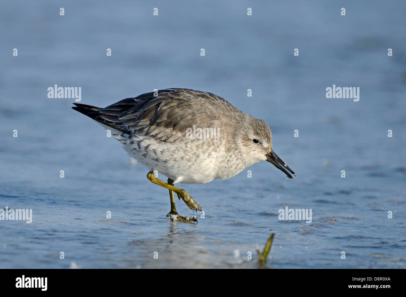 Iced over pool hi-res stock photography and images - Alamy