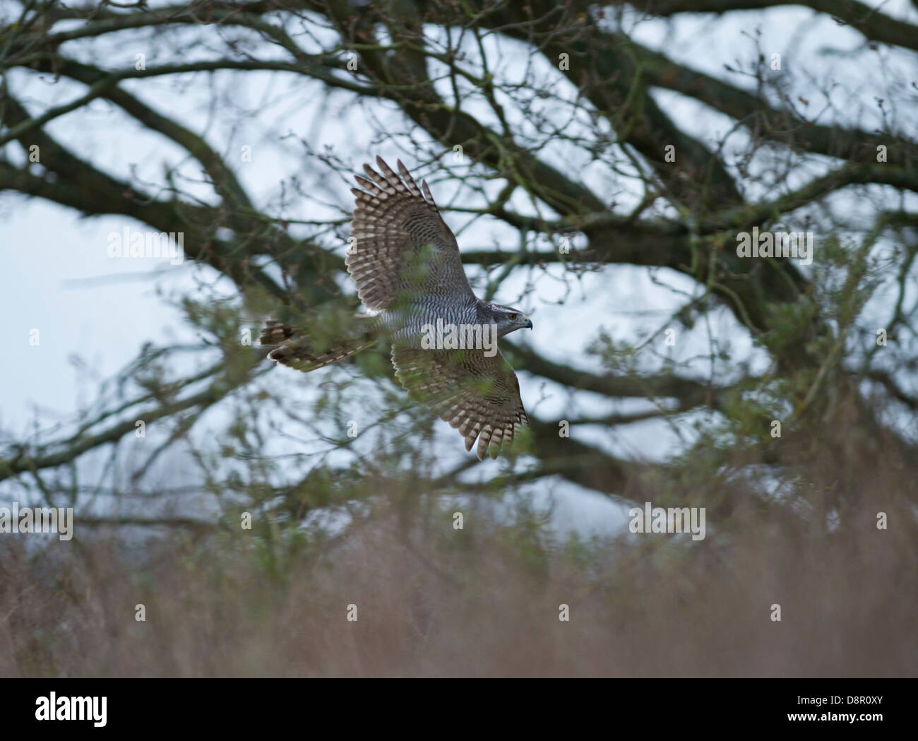 Northern Goshawk, Accipiter gentilis The Brecks Norfolk January Stock ...