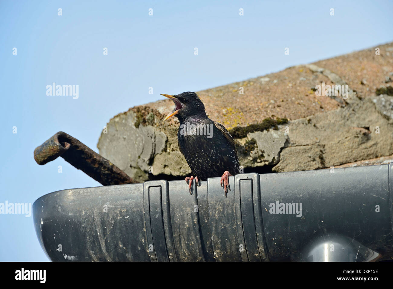 Singing starling urban hi-res stock photography and images - Alamy