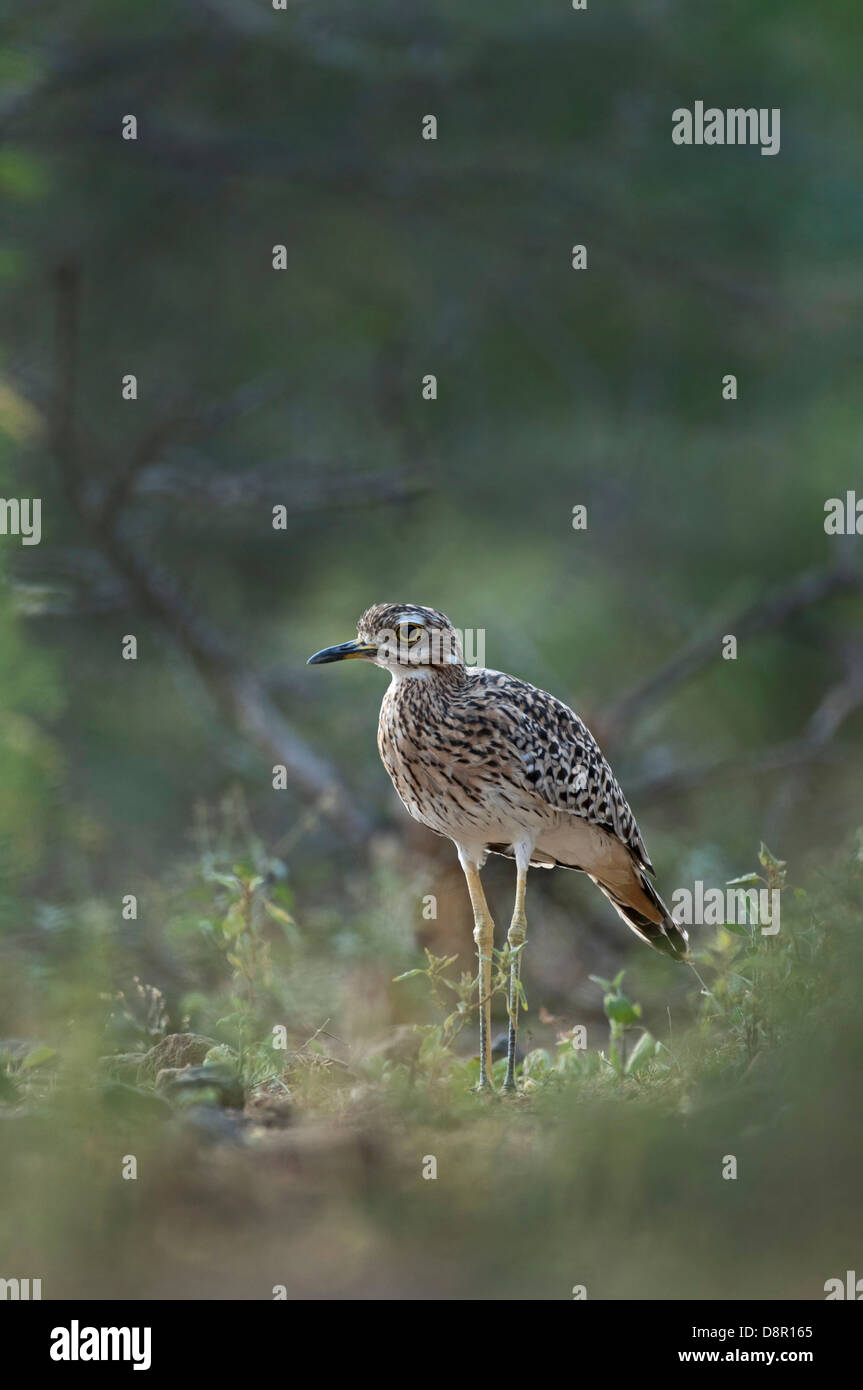 Spotted Thicknee Burhinus capensis Kenya Stock Photo - Alamy