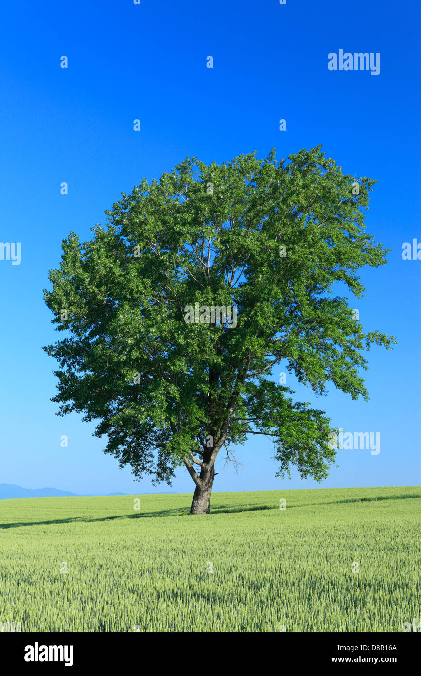The philosophy tree in Biei, Hokkaido Stock Photo - Alamy
