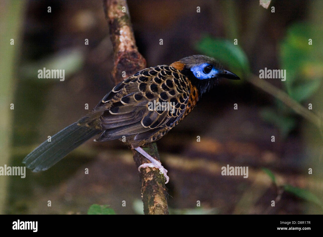 Ocellated Antbird Phaenostictus mcleannani feeding around ant swarm ...