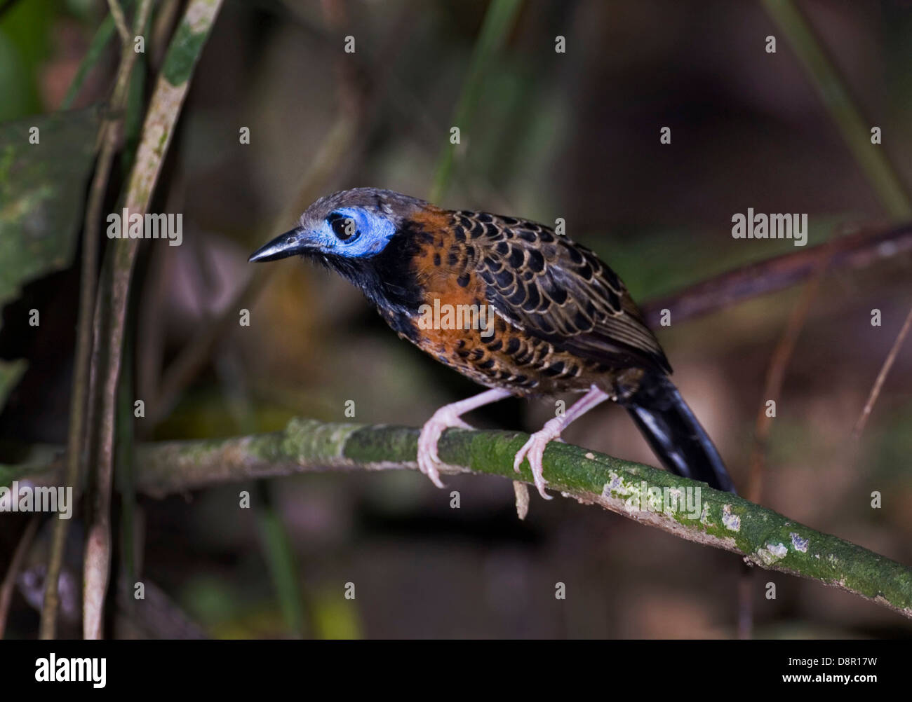 Ocellated Antbird Phaenostictus mcleannani feeding around ant swarm ...