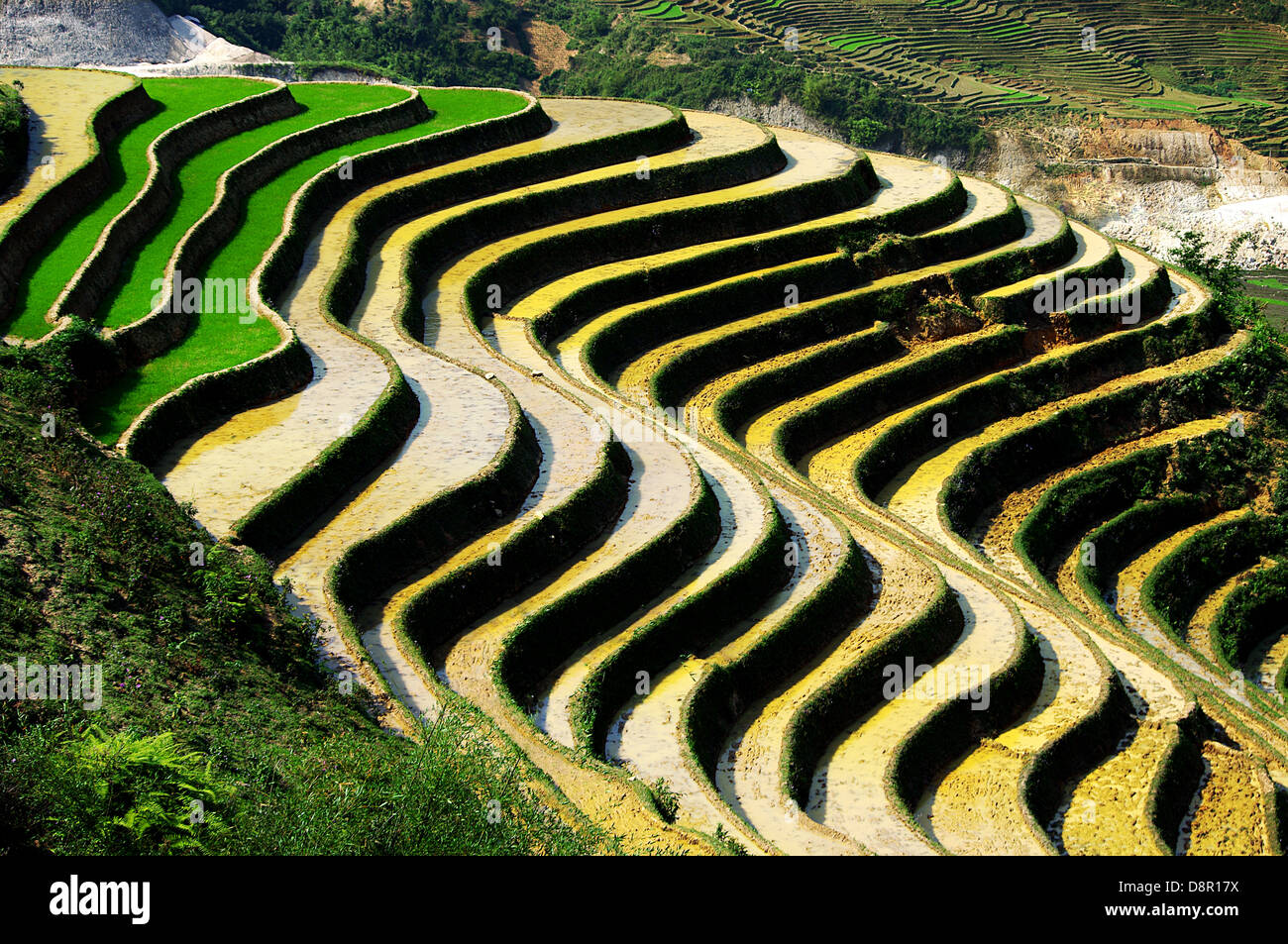 terraced field in Vietnam Stock Photo - Alamy