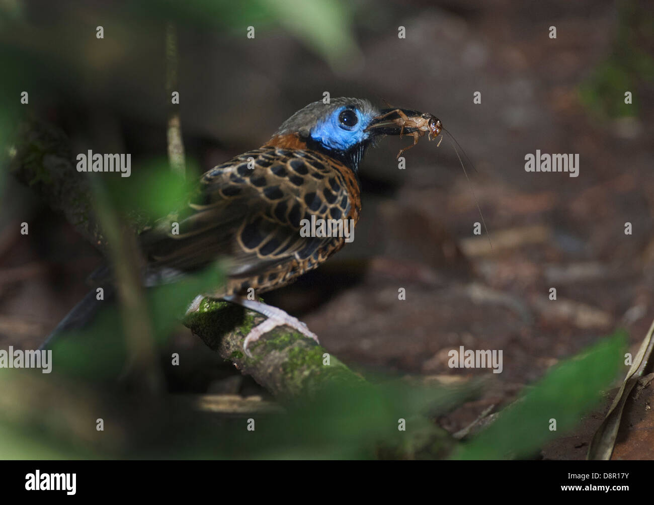 Ocellated Antbird Phaenostictus mcleannani feeding around ant swarm ...