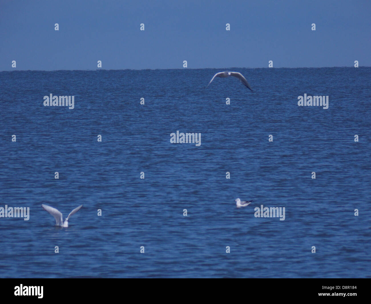 Birds in flight Stock Photo - Alamy