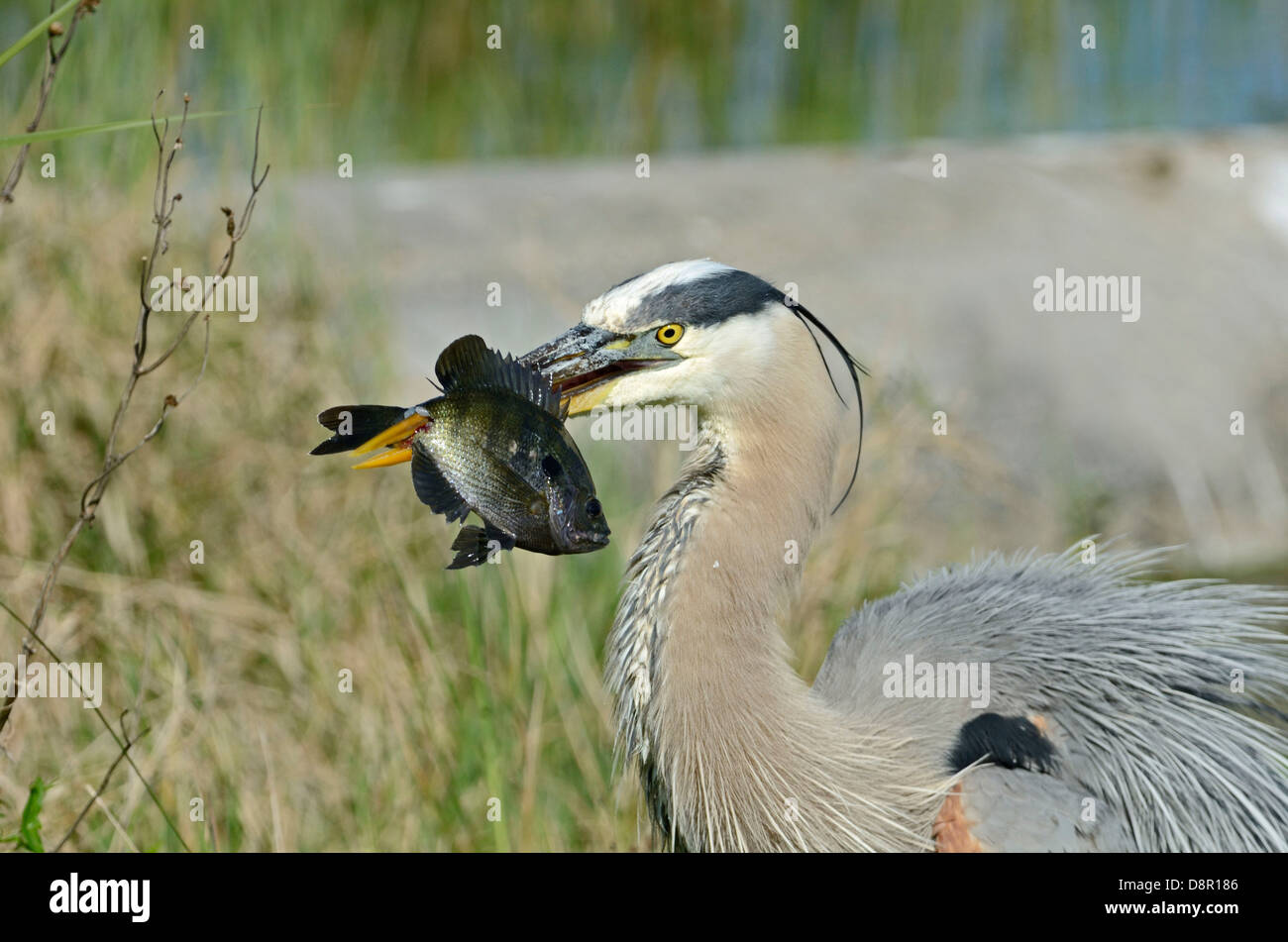 Great Blue Heron (Ardea herodias) at speared a fish Florida Everglades ...