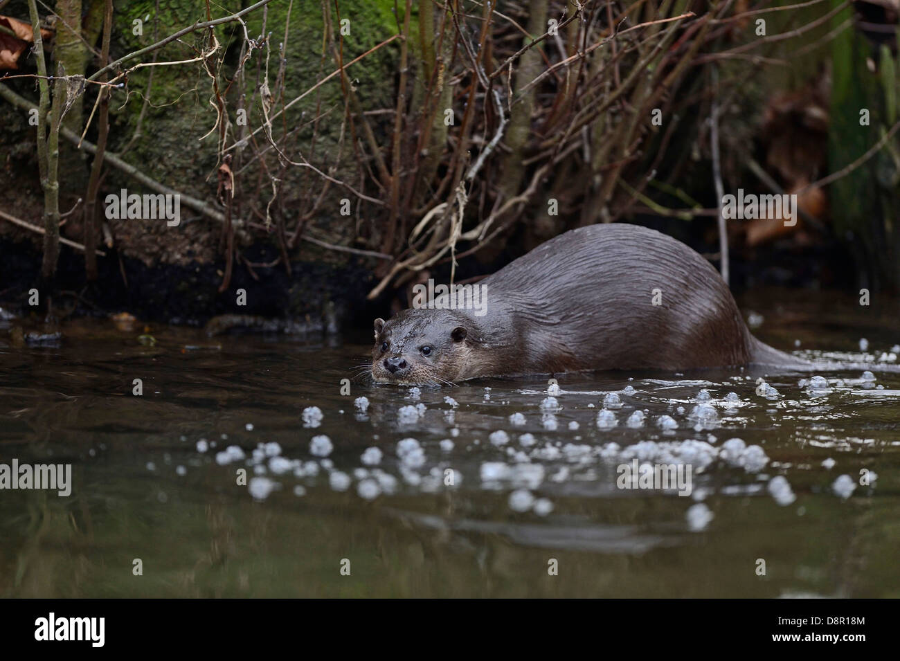 Mammal lutra lutra uk norfolk hi-res stock photography and images - Alamy