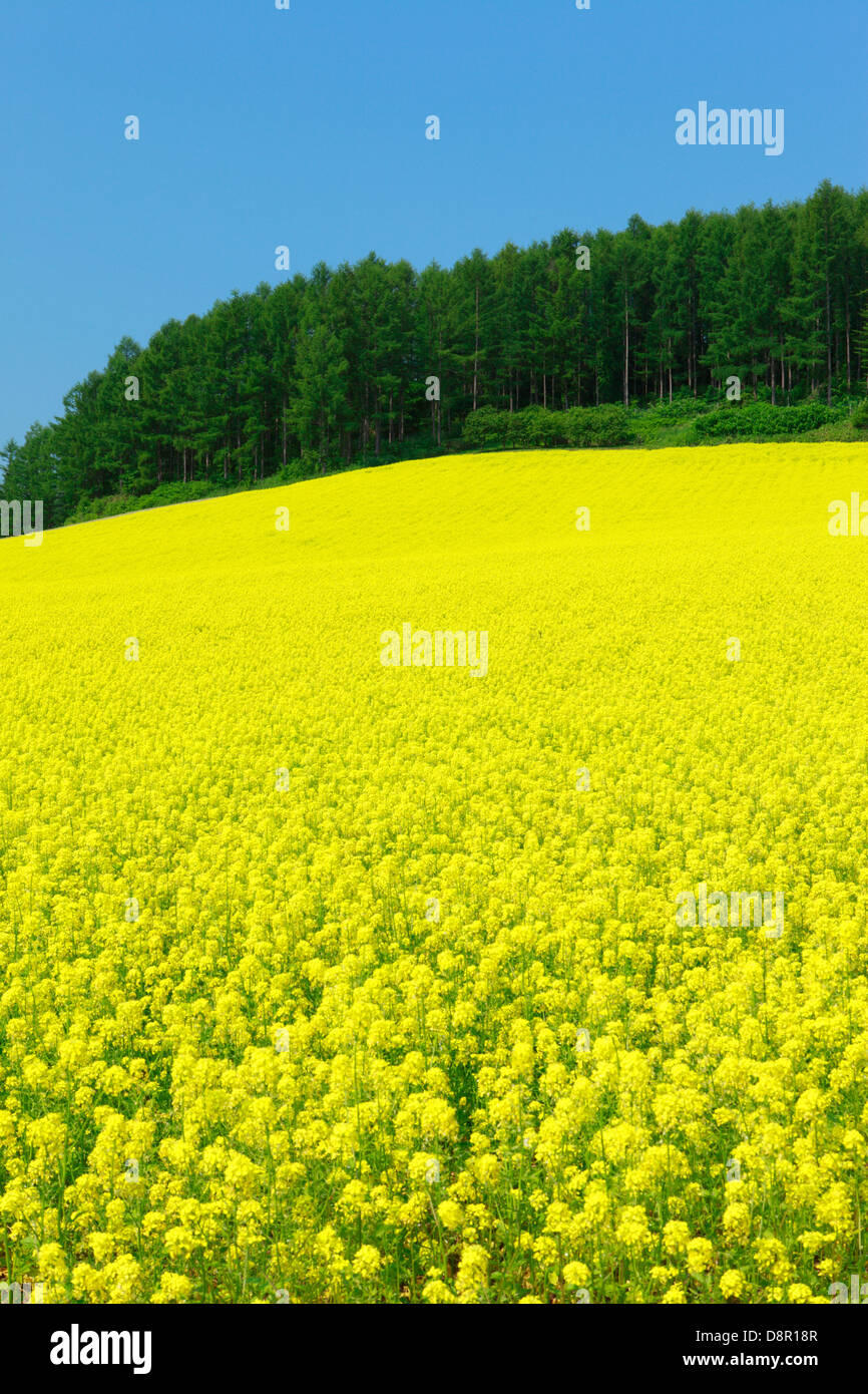 Field mustard trees and sky, Hokkaido Stock Photo - Alamy